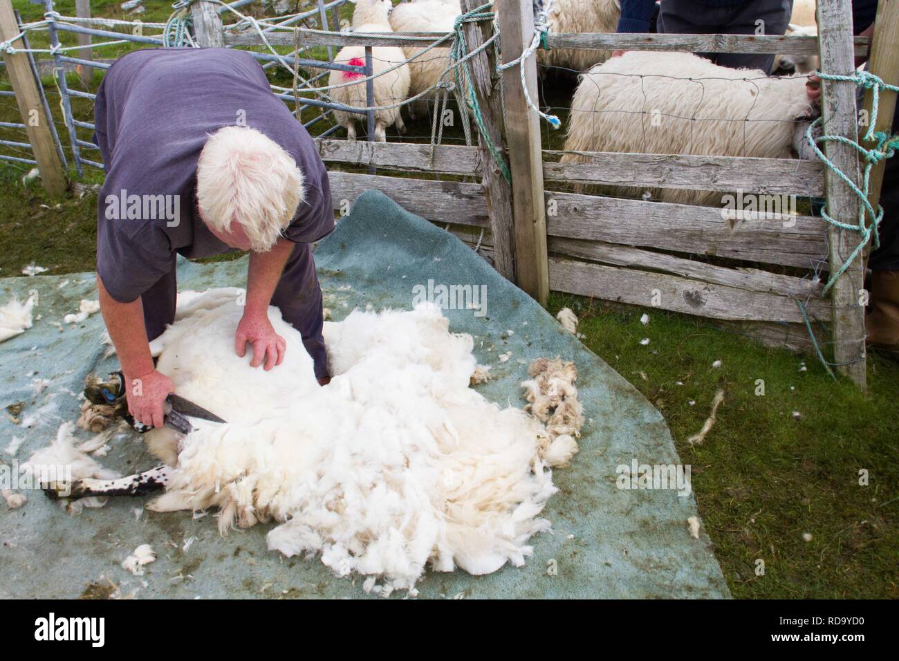 Hand clipping and machine sheering cross breed sheep for textile ...