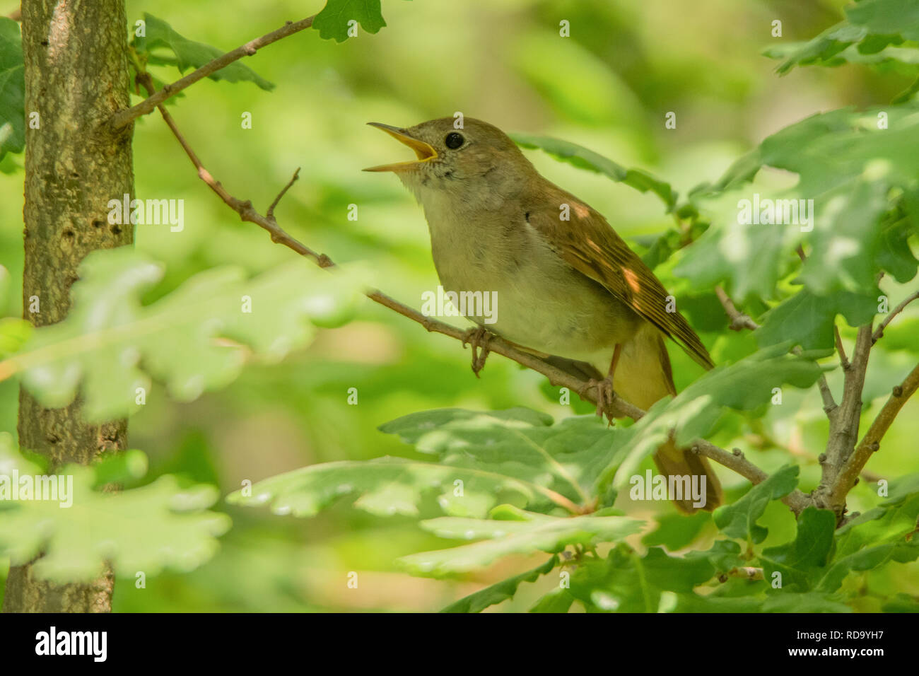 Common nightingale luscinia megarhynchos hi-res stock photography and images - Alamy