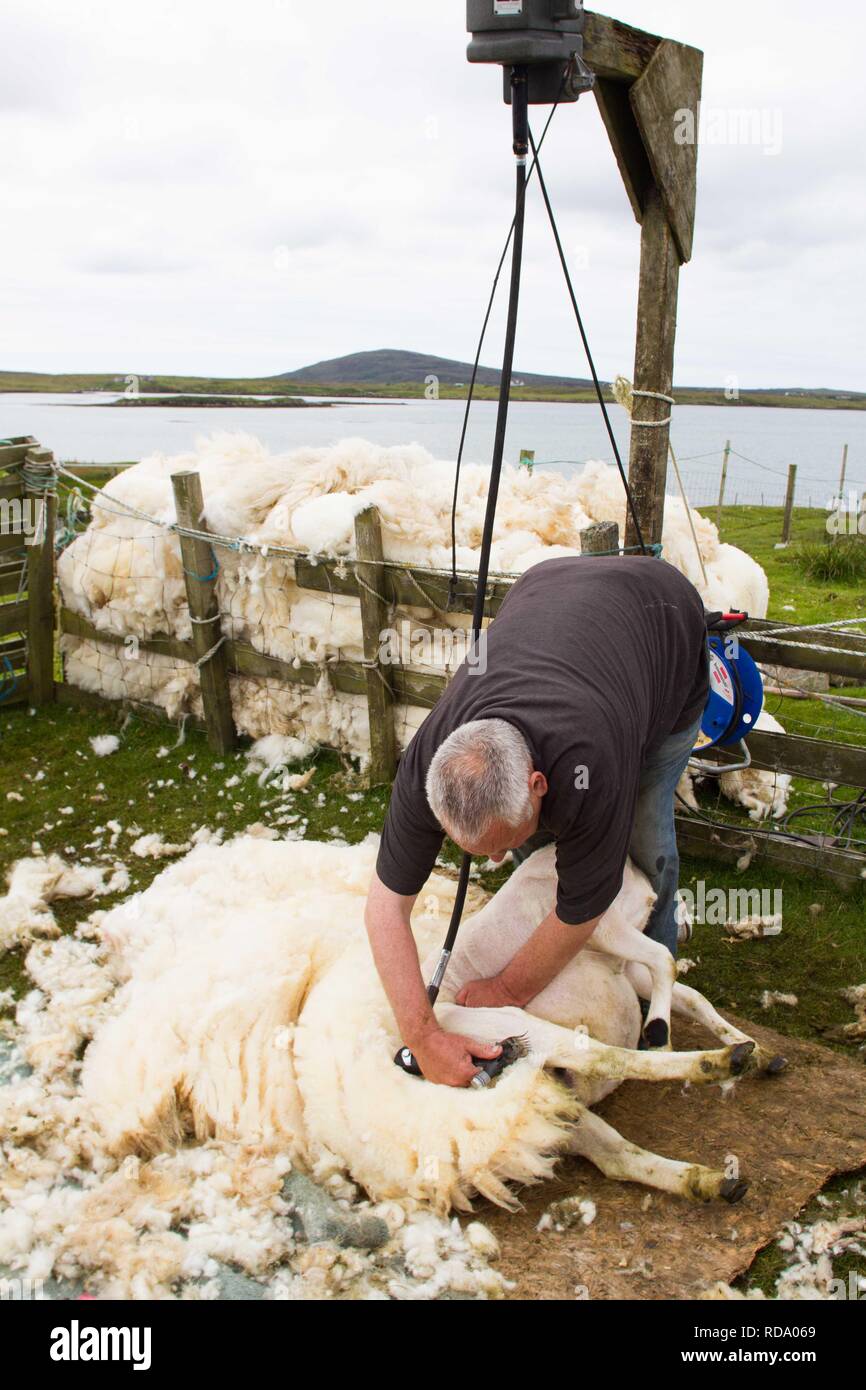 Hand clipping and machine sheering cross breed sheep for textile ...