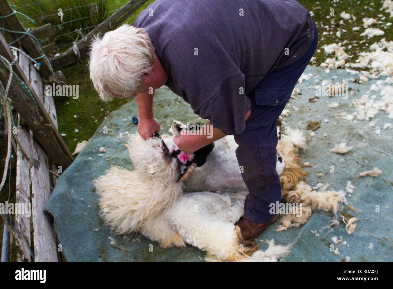 Hand clipping and machine sheering cross breed sheep for textile ...