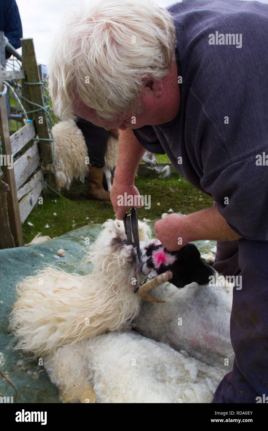 Hand clipping and machine sheering cross breed sheep for textile ...