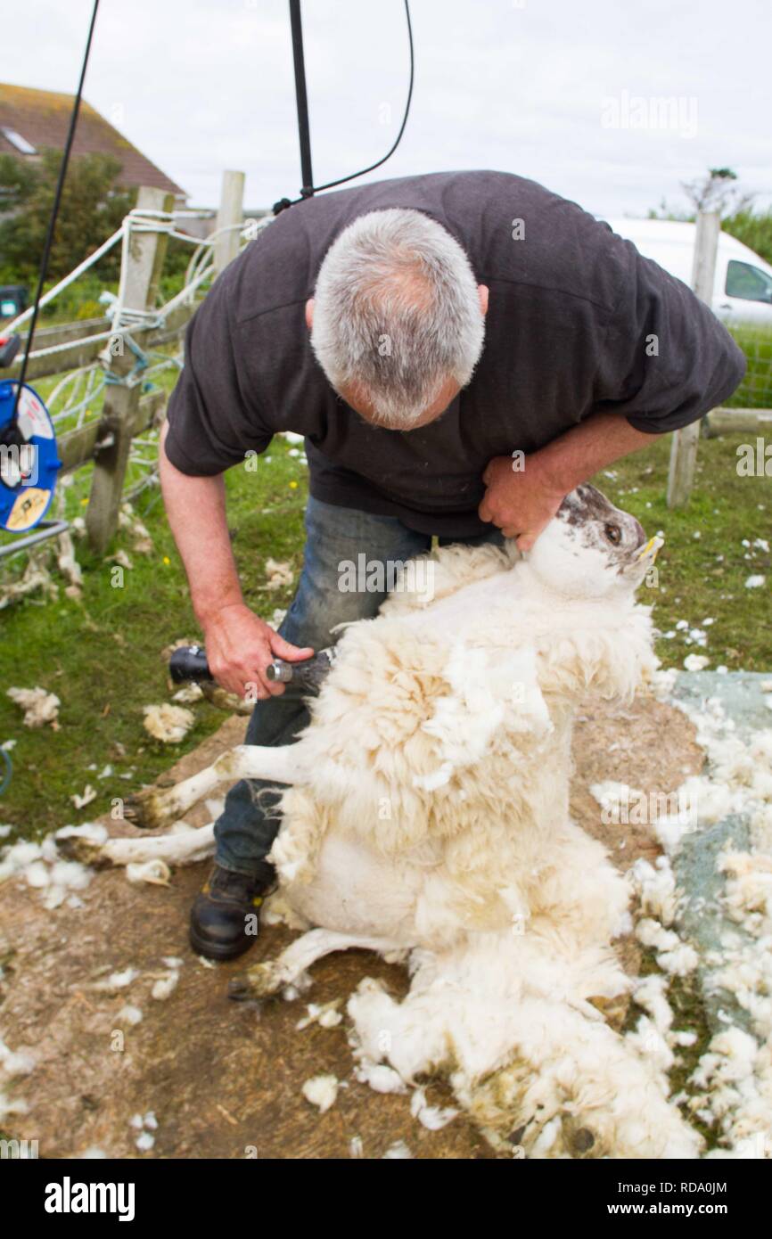 Hand clipping and machine sheering cross breed sheep for textile ...