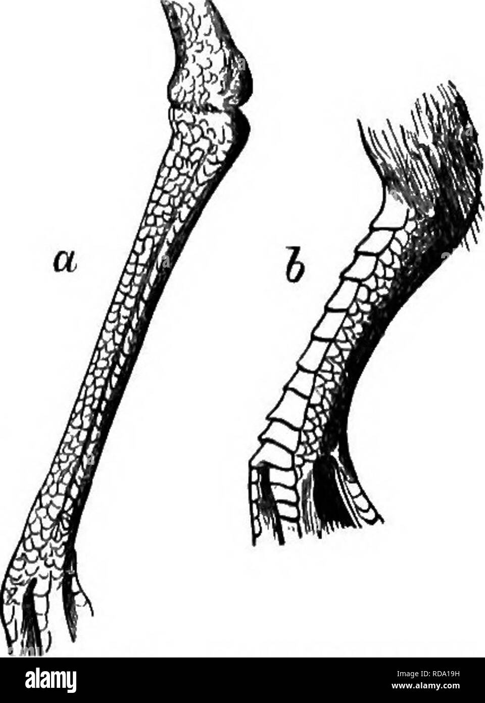 . Key to North American birds. Containing a concise account of every ...