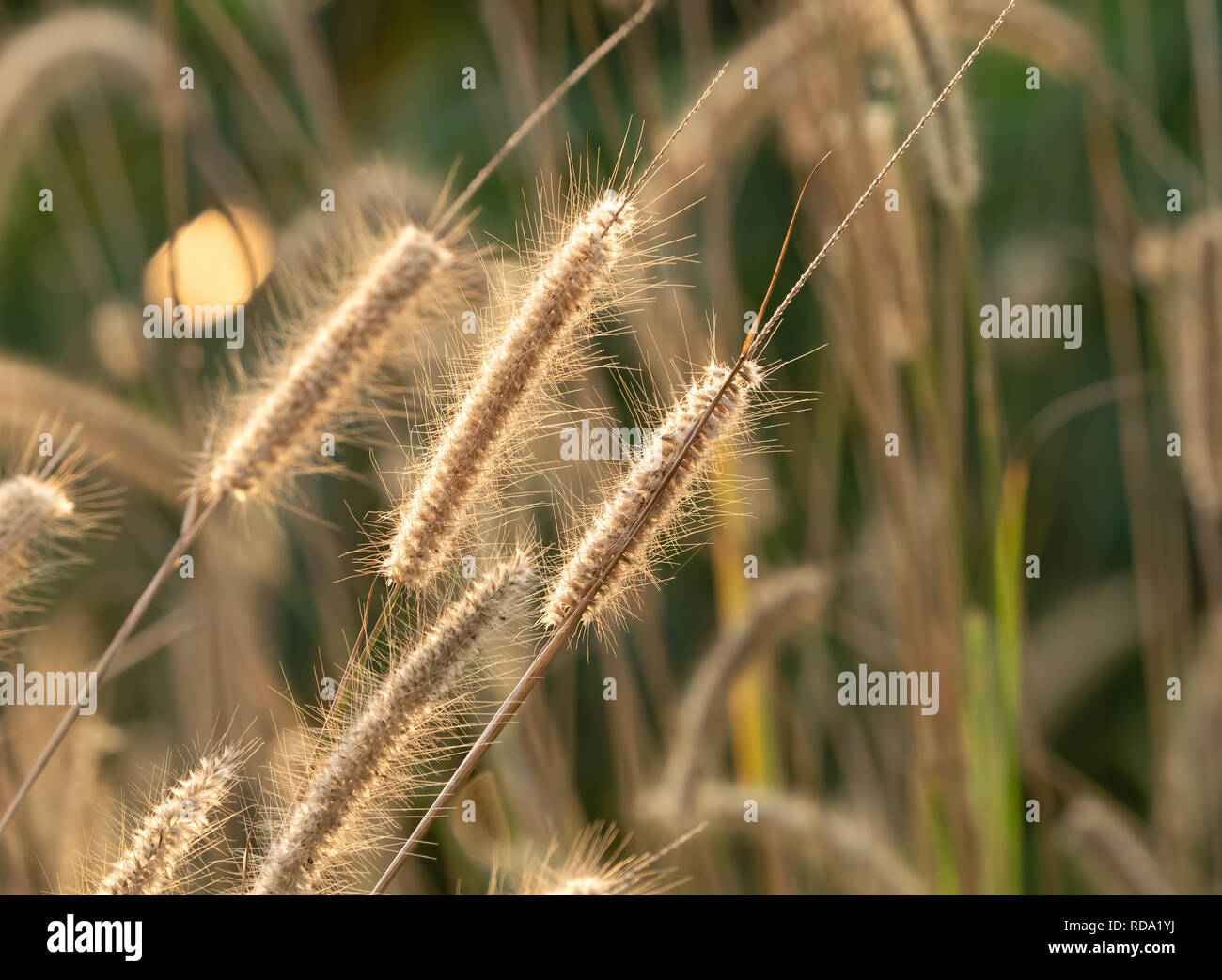 Closeup Group of Poaceae Grass Flower with Sunlight Isolated on Nature ...