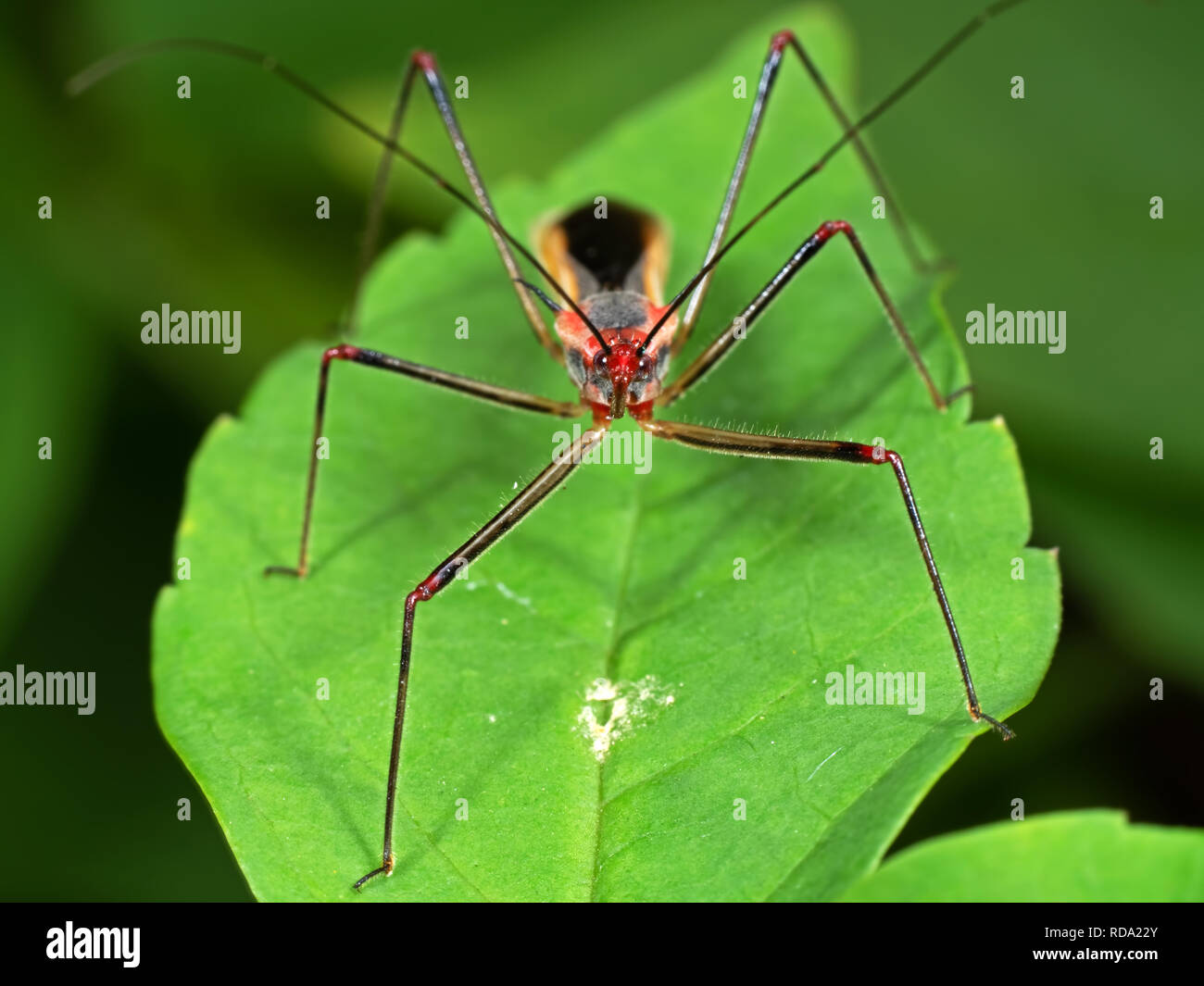 Macro Photography of Small Insect on Green Leaf Stock Photo - Alamy