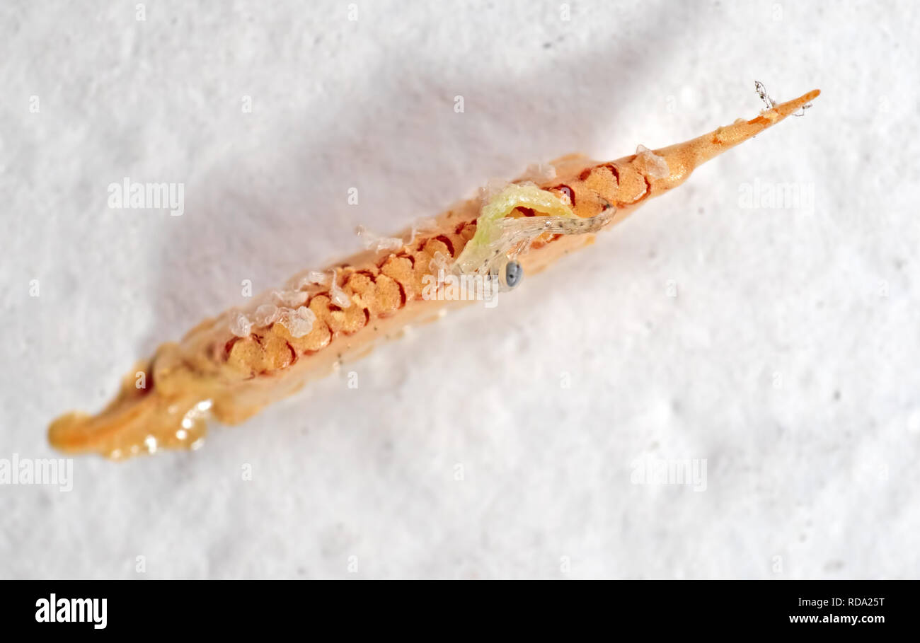 Closeup Praying Mantis Egg Sack with Nymph on White Wall Stock Photo ...