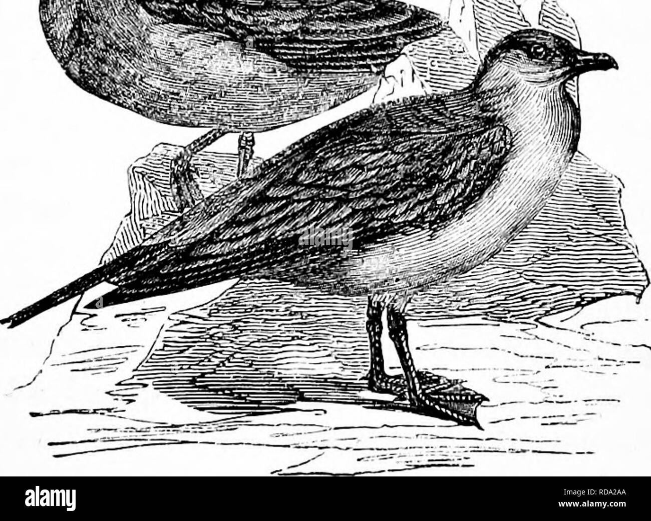 Herpetological classification Black and White Stock Photos & Images - Alamy