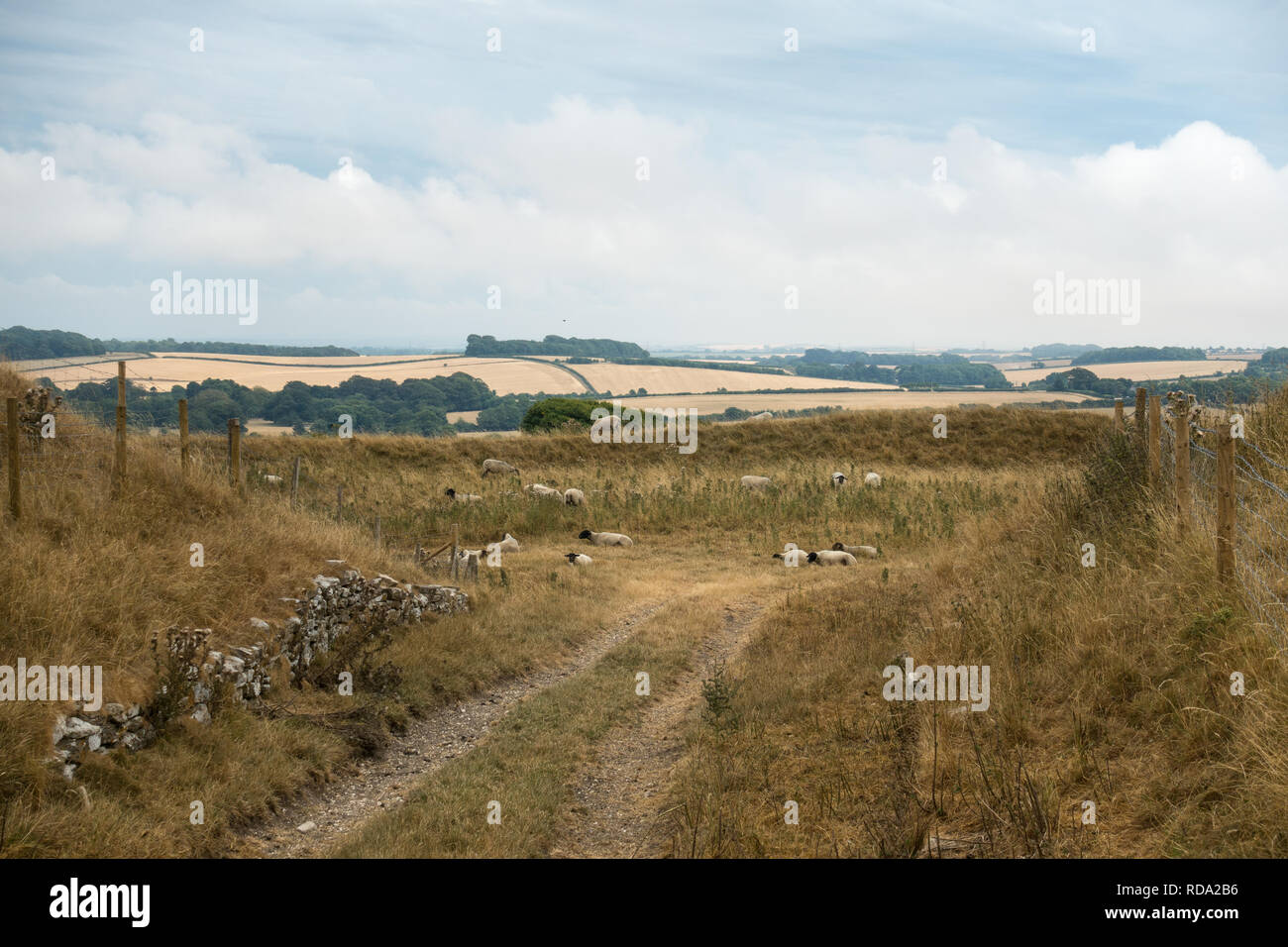 Sheep grazing in the English landscape at Maiden Castle near Dorchester ...
