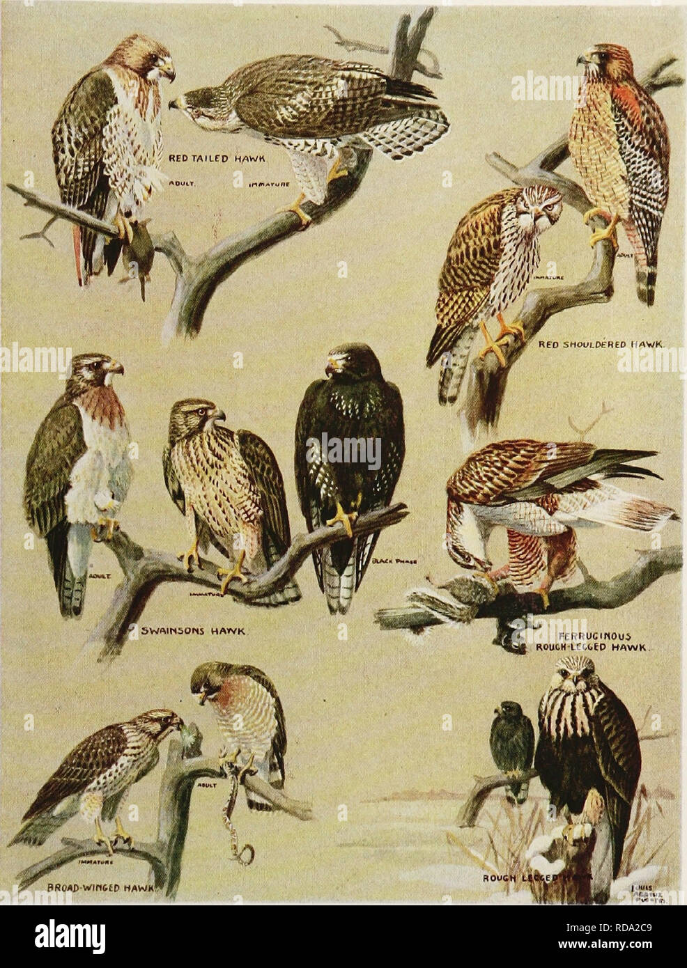 . [Articles about birds from National geographic magazine]. Birds ...