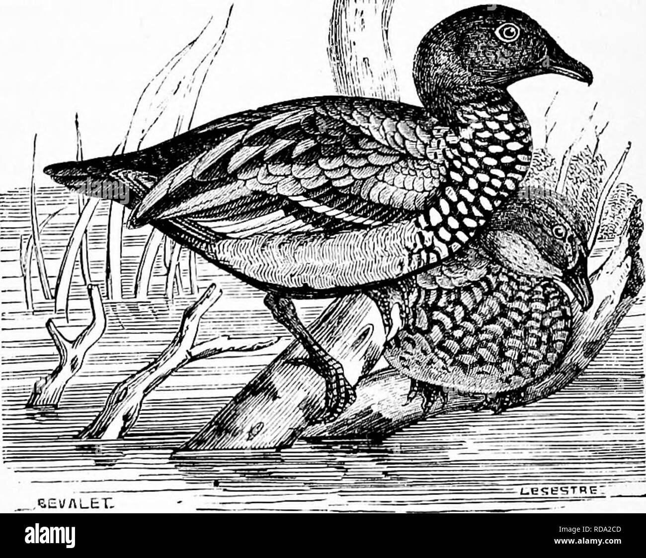 Bernicle hi-res stock photography and images - Alamy