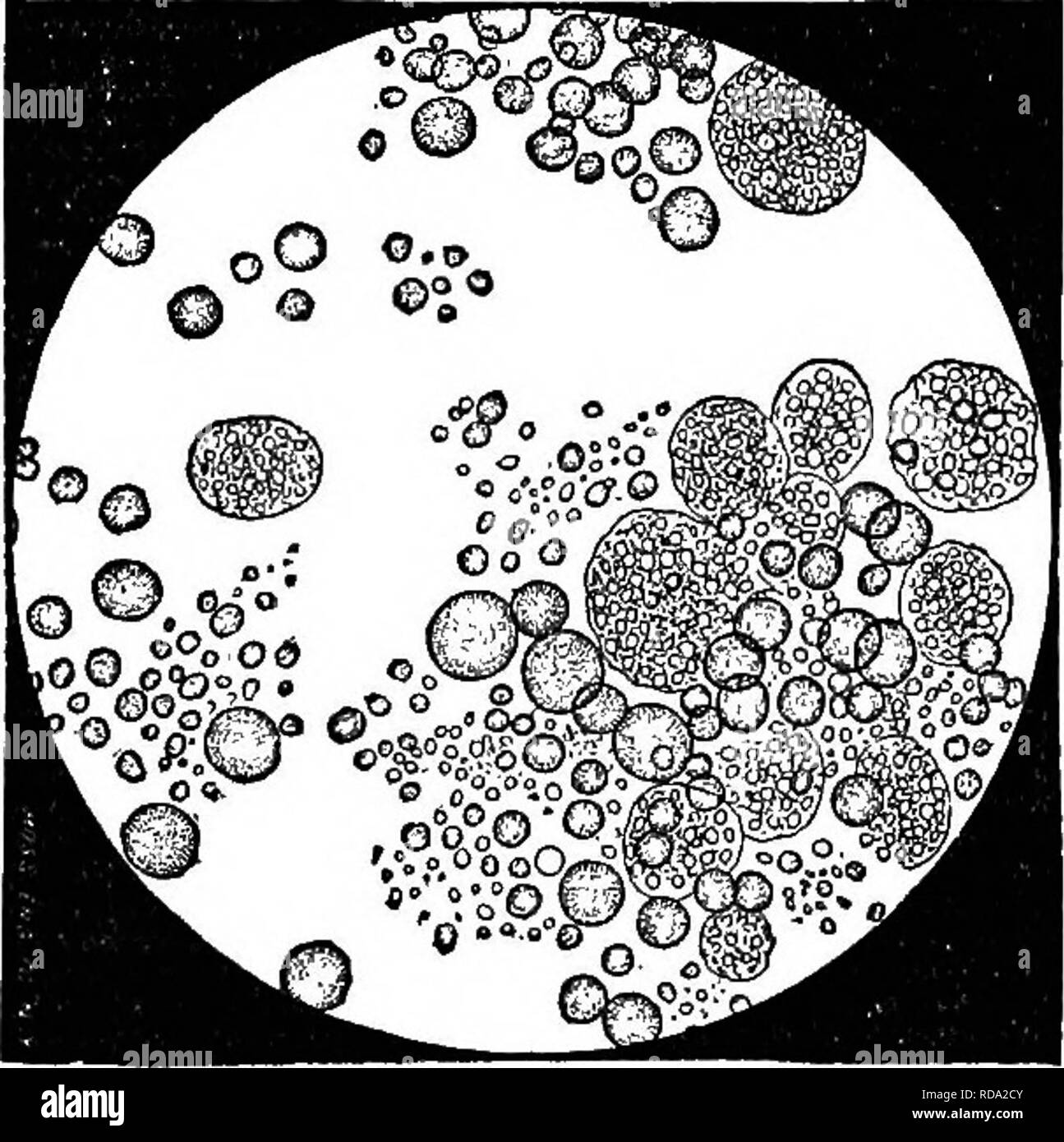 . Chemical and physical analysis of milk, condensed milk, and infants ...