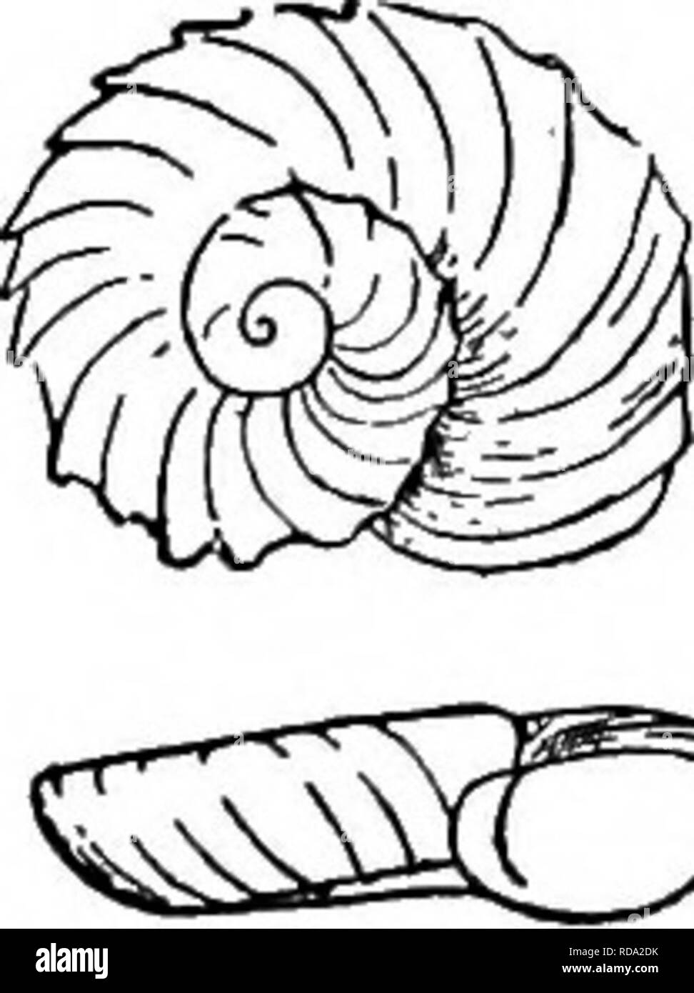 Torquis hi-res stock photography and images - Alamy