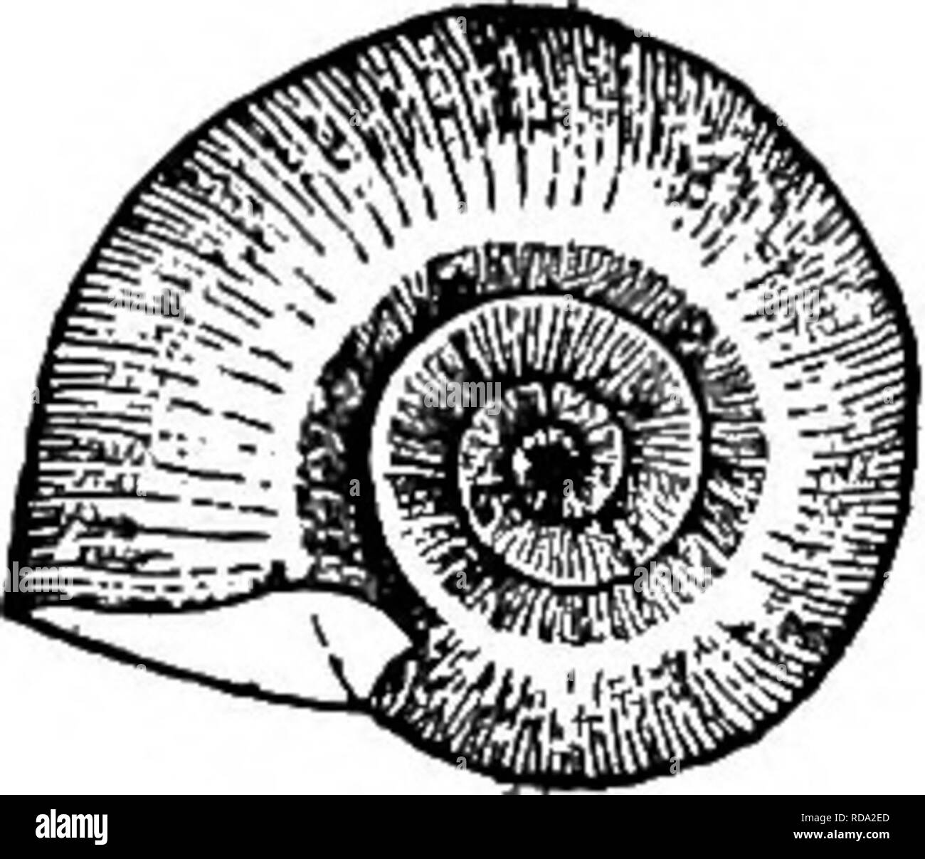 Planorbella trivolvis hi-res stock photography and images - Alamy