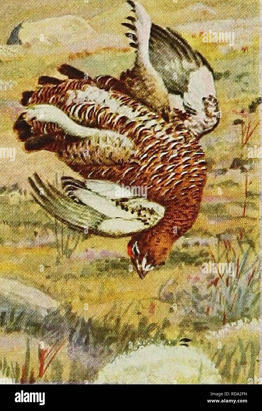 Peregrine falcon diving hi-res stock photography and images - Alamy