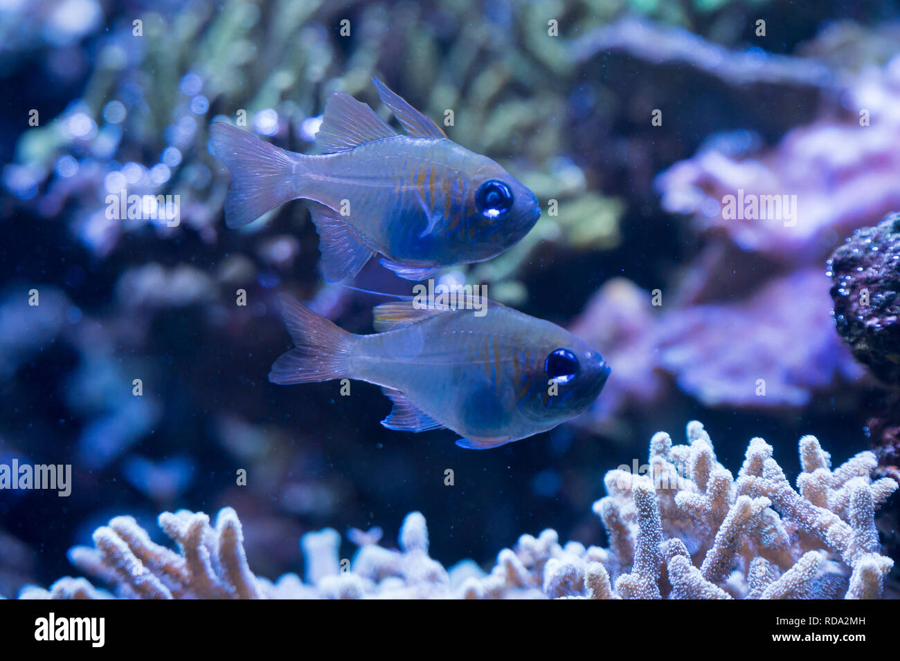 Two little blue fish in the aquarium Stock Photo - Alamy