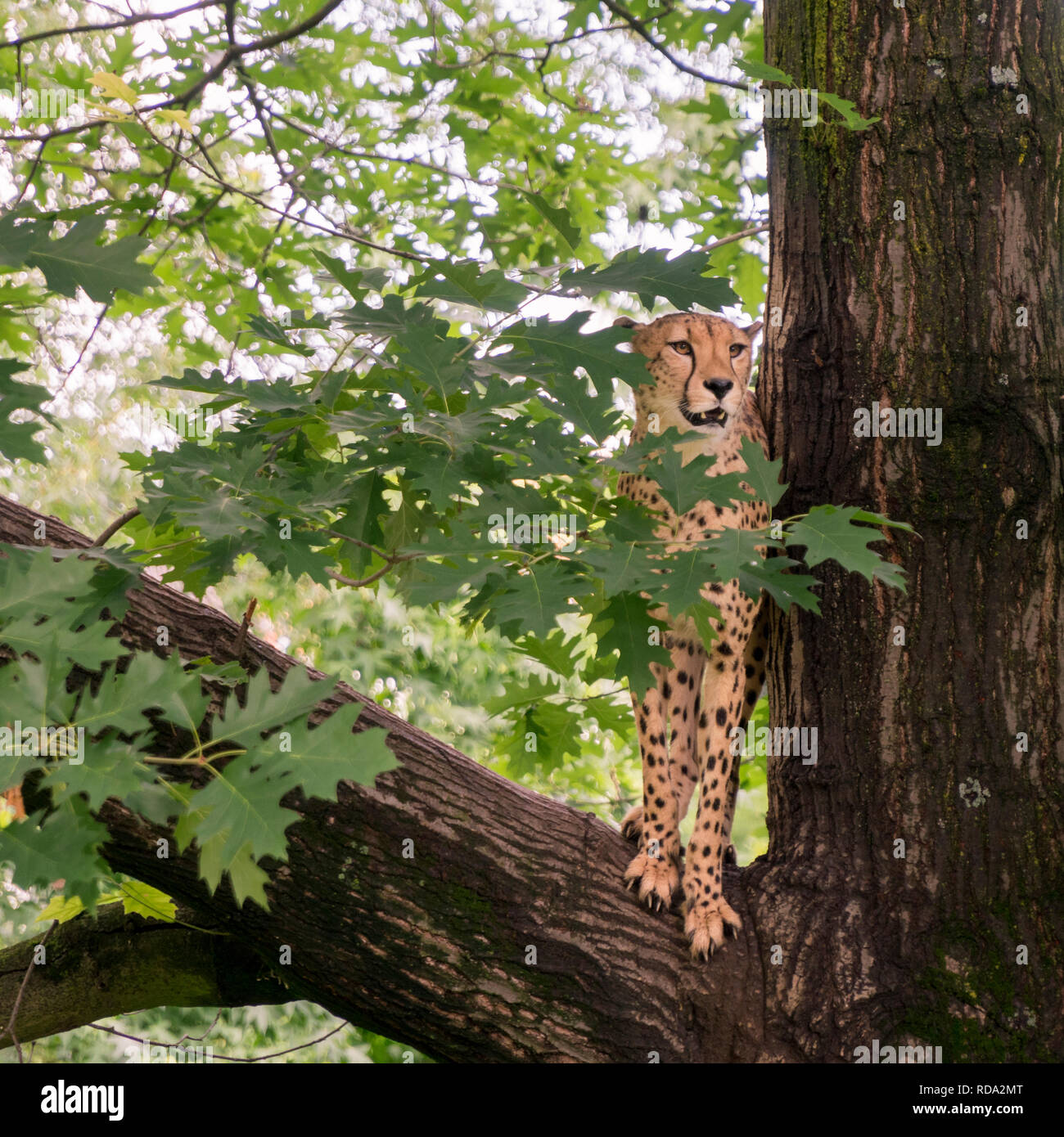 A cheetah on a tree Stock Photo - Alamy