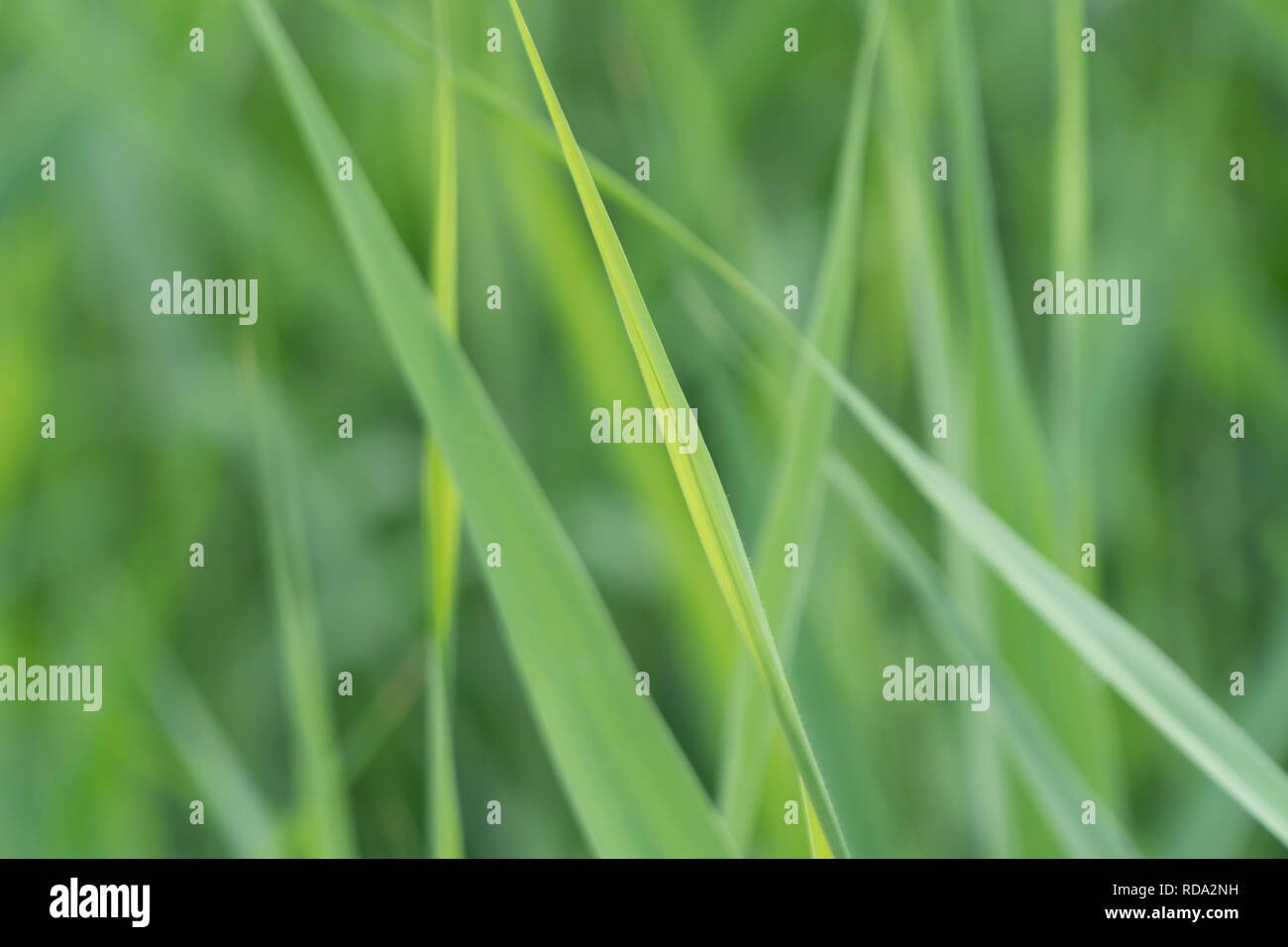 Close up beautiful spring lawn hi-res stock photography and images - Alamy
