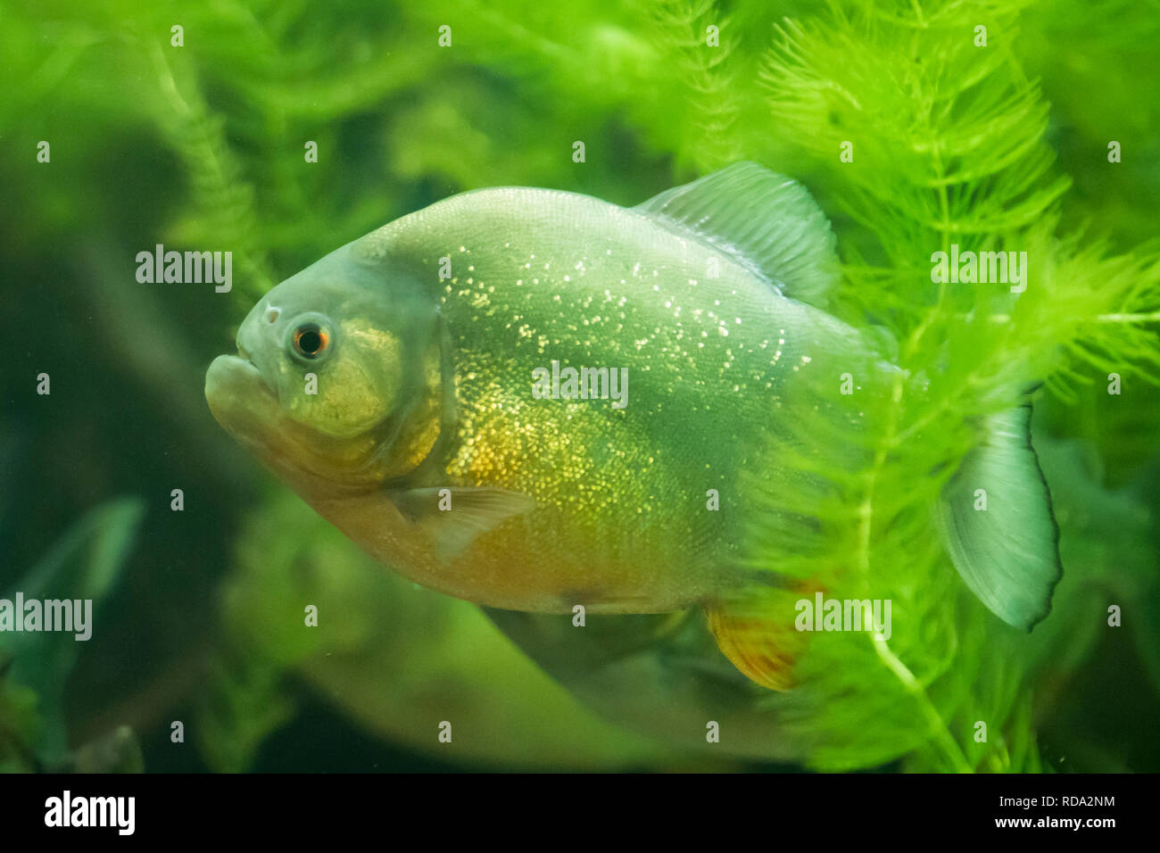 Underwater creature green fish hi-res stock photography and images - Alamy
