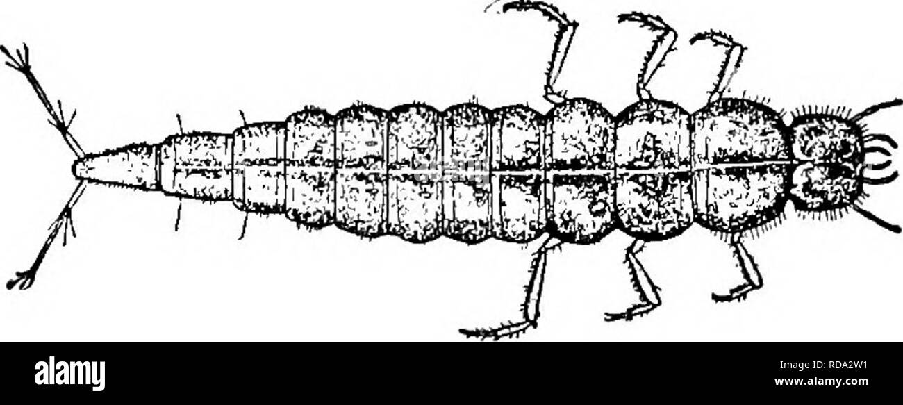 Aquatic larva Black and White Stock Photos & Images - Alamy