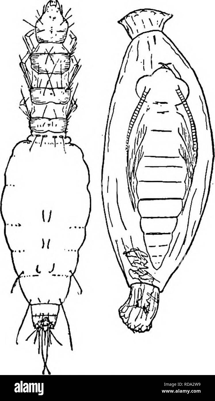 Cross snail shell section Black and White Stock Photos & Images - Alamy