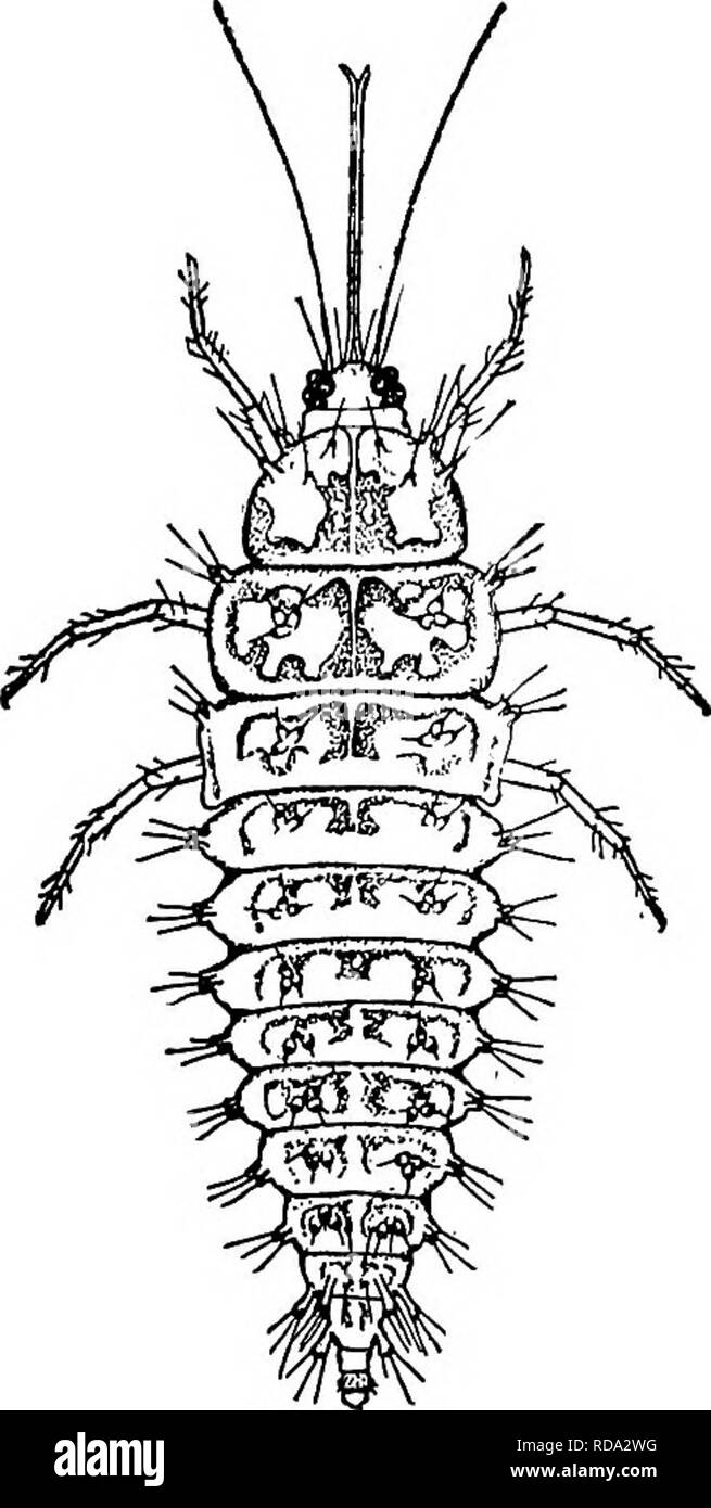 . Fresh-water biology. Freshwater biology. AQUATIC INSECTS 899 (Fig ...