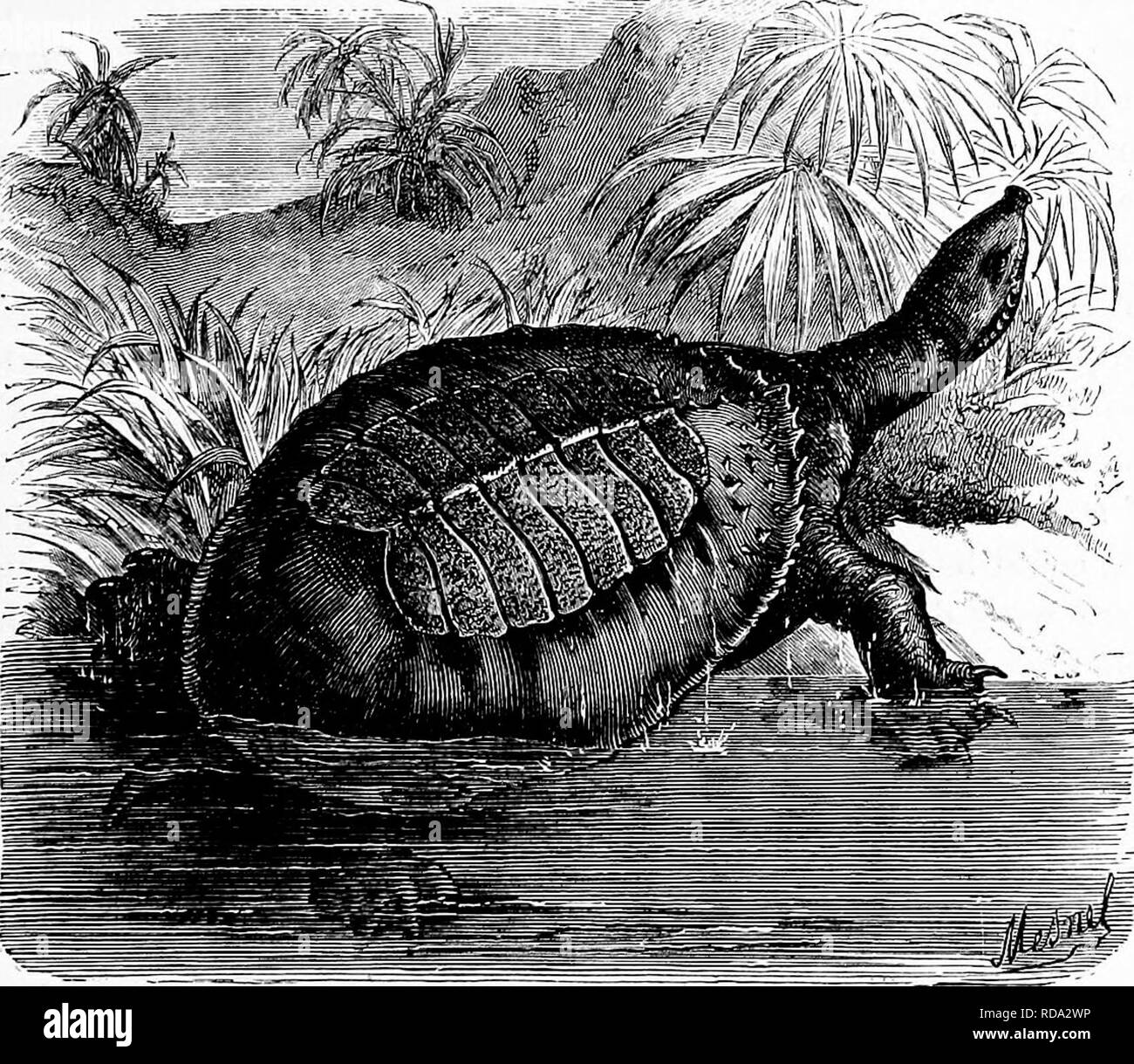 Snapping turtle beak Black and White Stock Photos & Images - Alamy