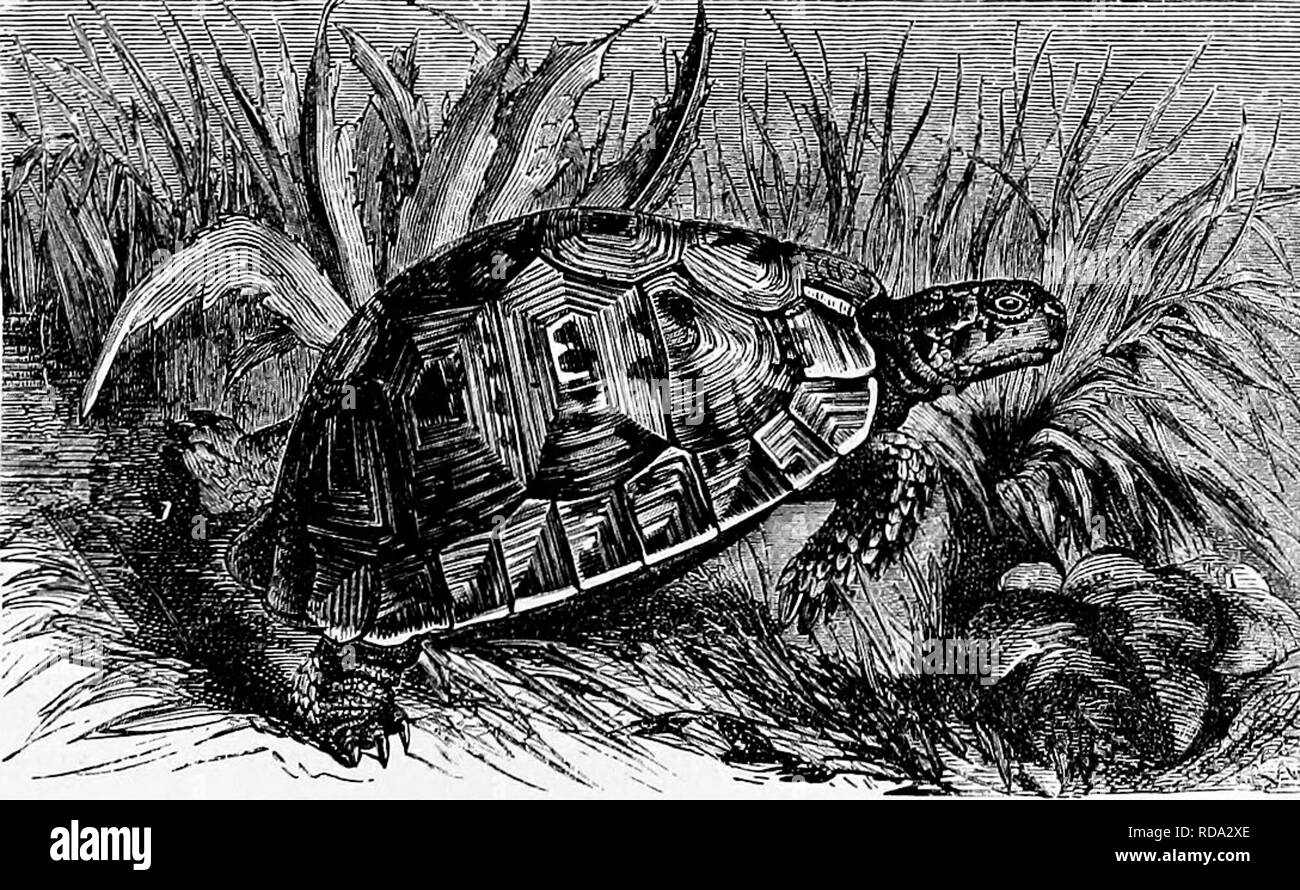 Tortoise formation hi-res stock photography and images - Alamy