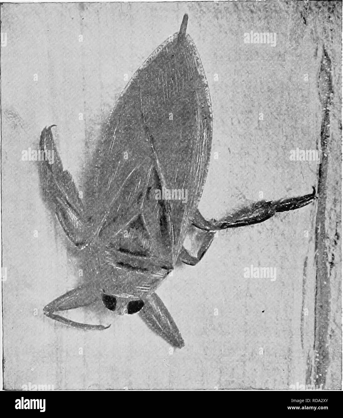 Giant water bug with a bug Black and White Stock Photos & Images - Alamy