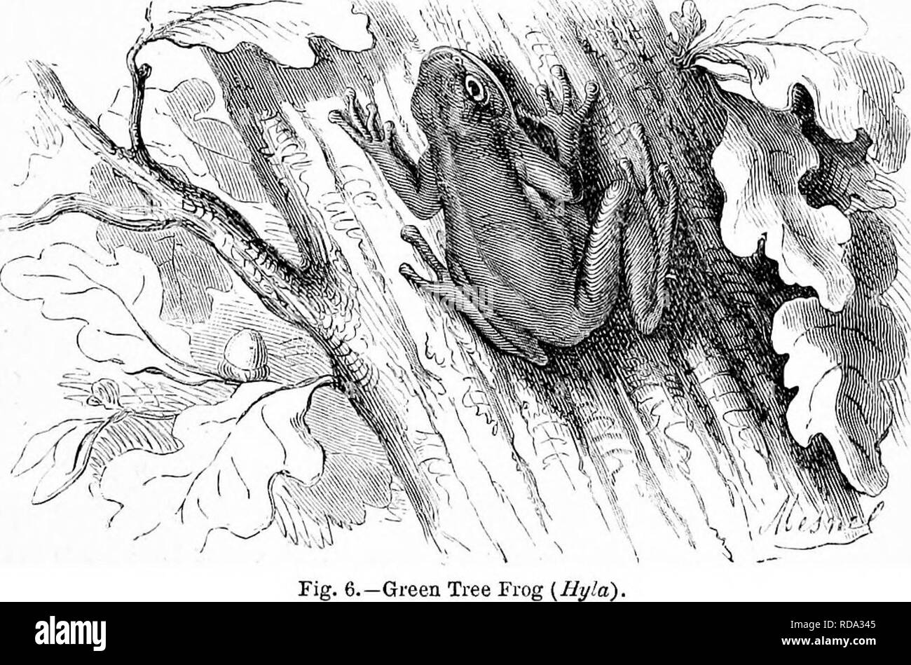 Frogs of france Black and White Stock Photos & Images - Alamy