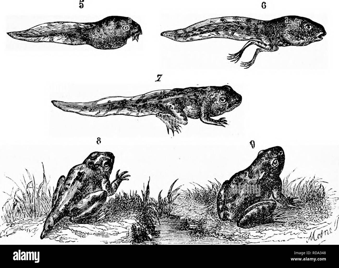 . Reptiles and birds. A popular account of the various orders; with a ...