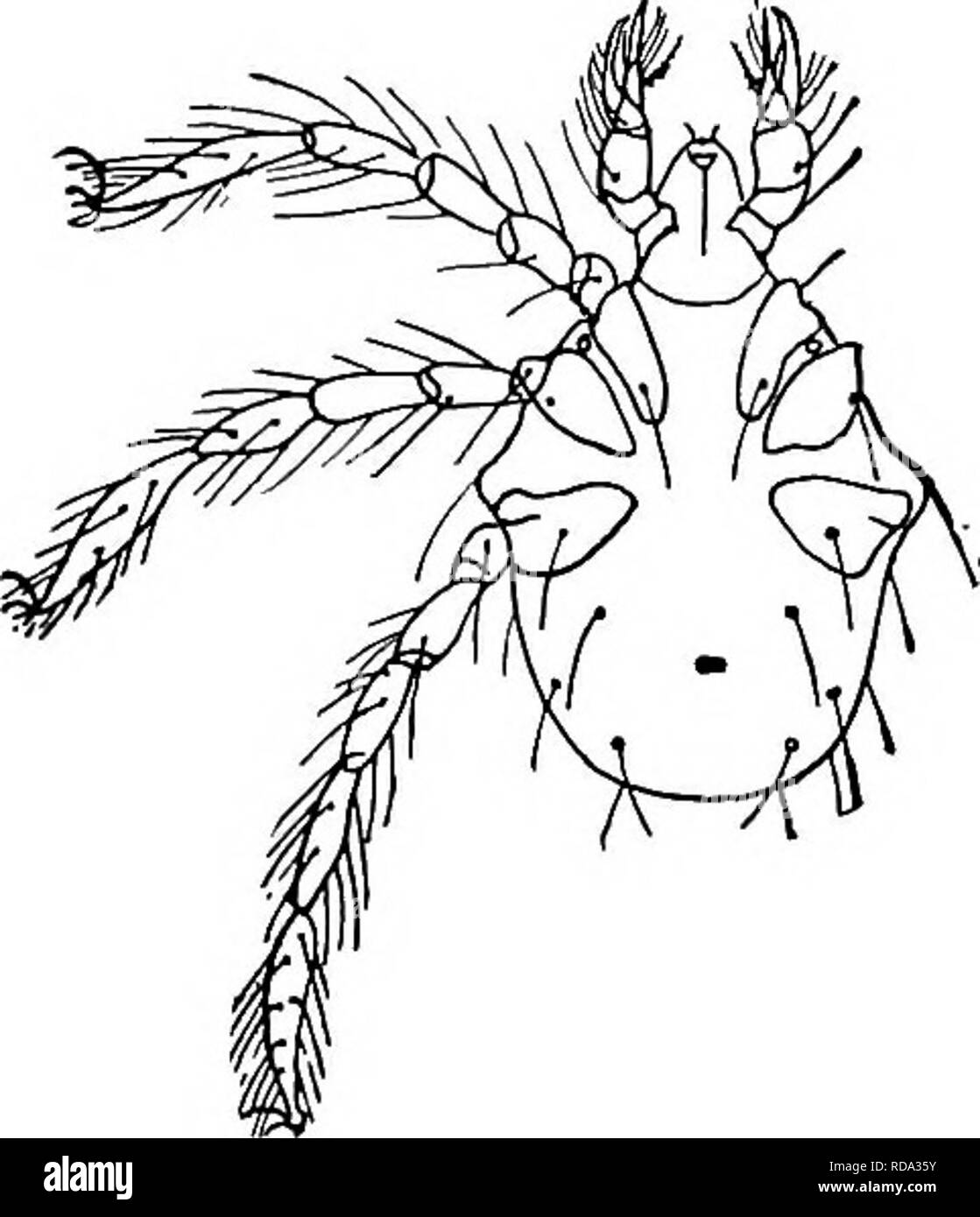 Aquatic mites hi-res stock photography and images - Alamy