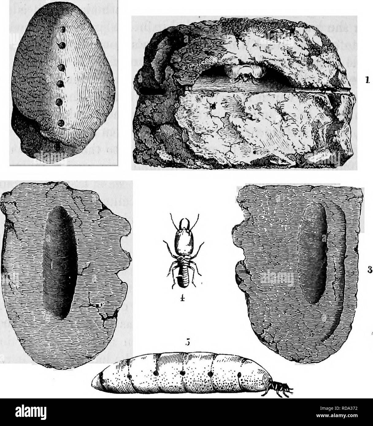Termite queen eggs Black and White Stock Photos & Images - Alamy