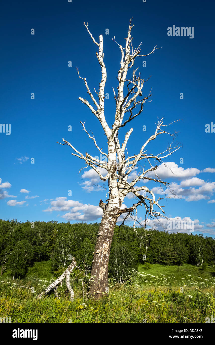 Old dry birch tree hi-res stock photography and images - Alamy