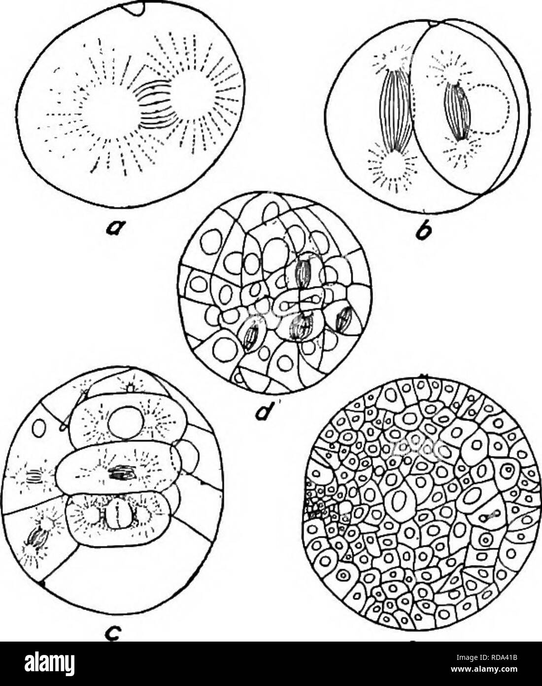 Freshwater rotifers Cut Out Stock Images & Pictures - Alamy