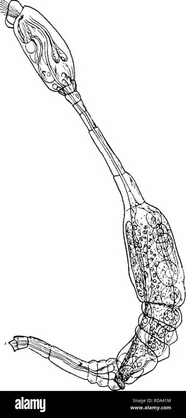Rotifer species hi-res stock photography and images - Alamy