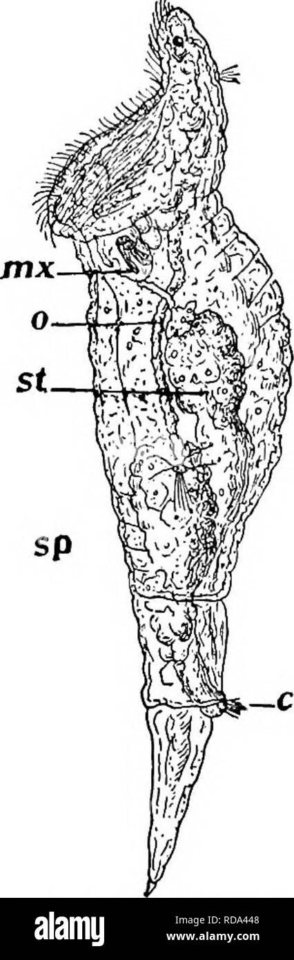 Rotifers rotatoria hi-res stock photography and images - Alamy
