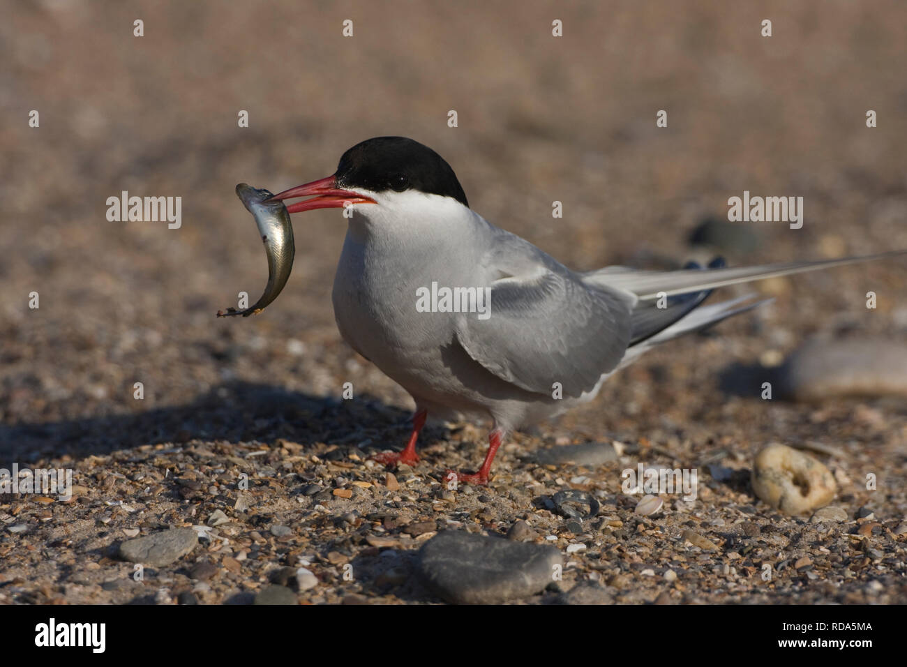 Arctic tern (Sterna paradisaea) with Pouting (Trisopterus luscus) for ...