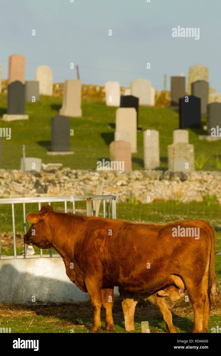 Mixed cattle with calf suckling with background of Balranald Cemetery ...