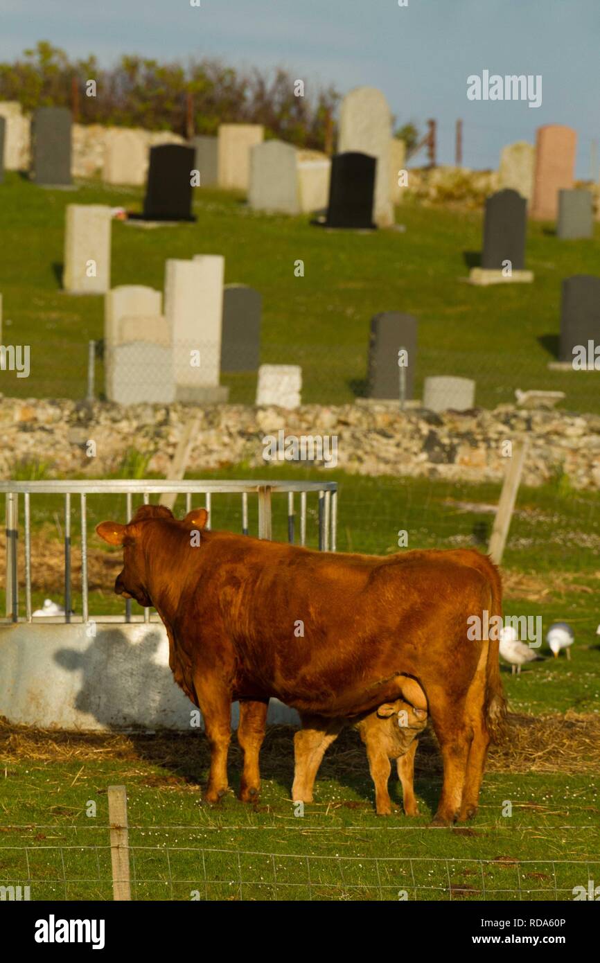 Mixed cattle with calf suckling with background of Balranald Cemetery ...