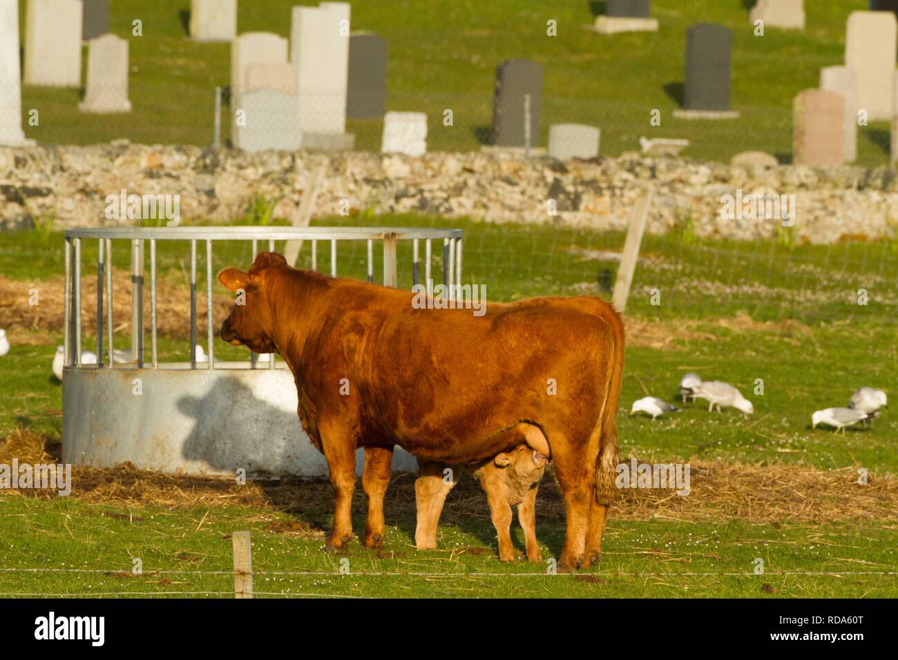 Mixed cattle with calf suckling with background of Balranald Cemetery ...