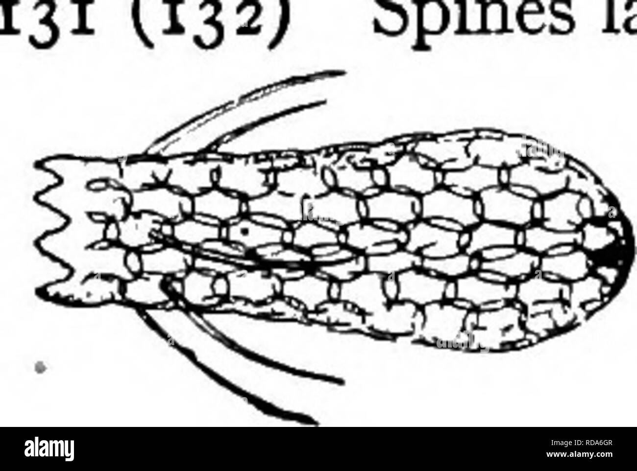 . Fresh-water biology. Freshwater biology. AMOEBOID PROTOZOA (SARCODINA ...