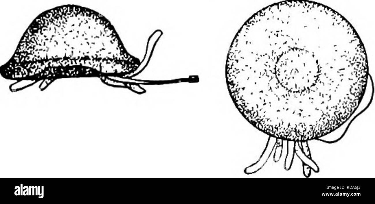 Arcella vulgaris hi-res stock photography and images - Alamy