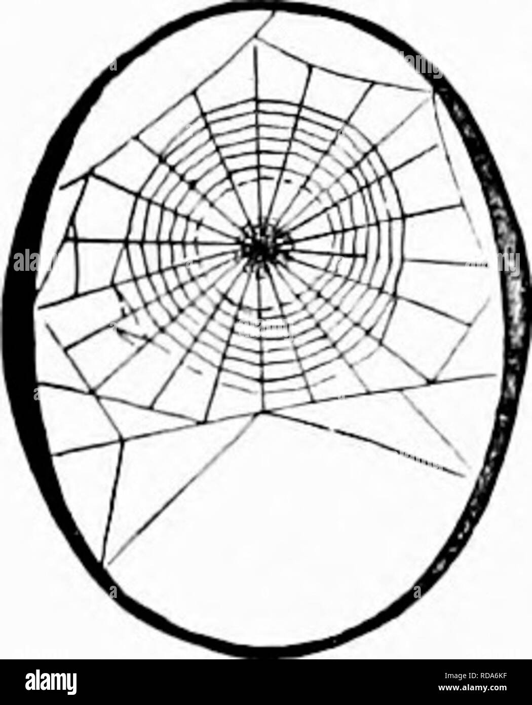 Funnel web spider Black and White Stock Photos & Images - Alamy