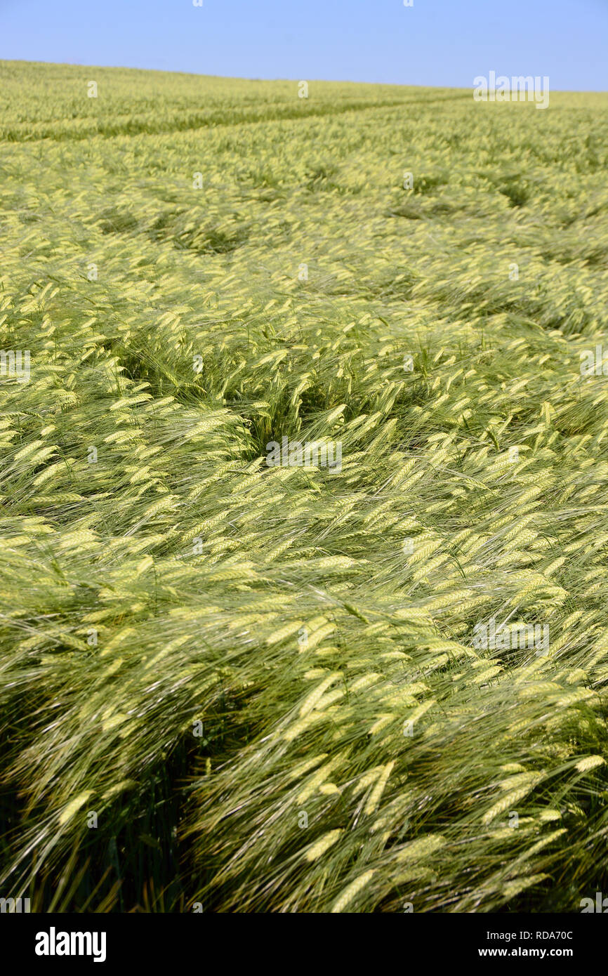 Gerste hi-res stock photography and images - Alamy