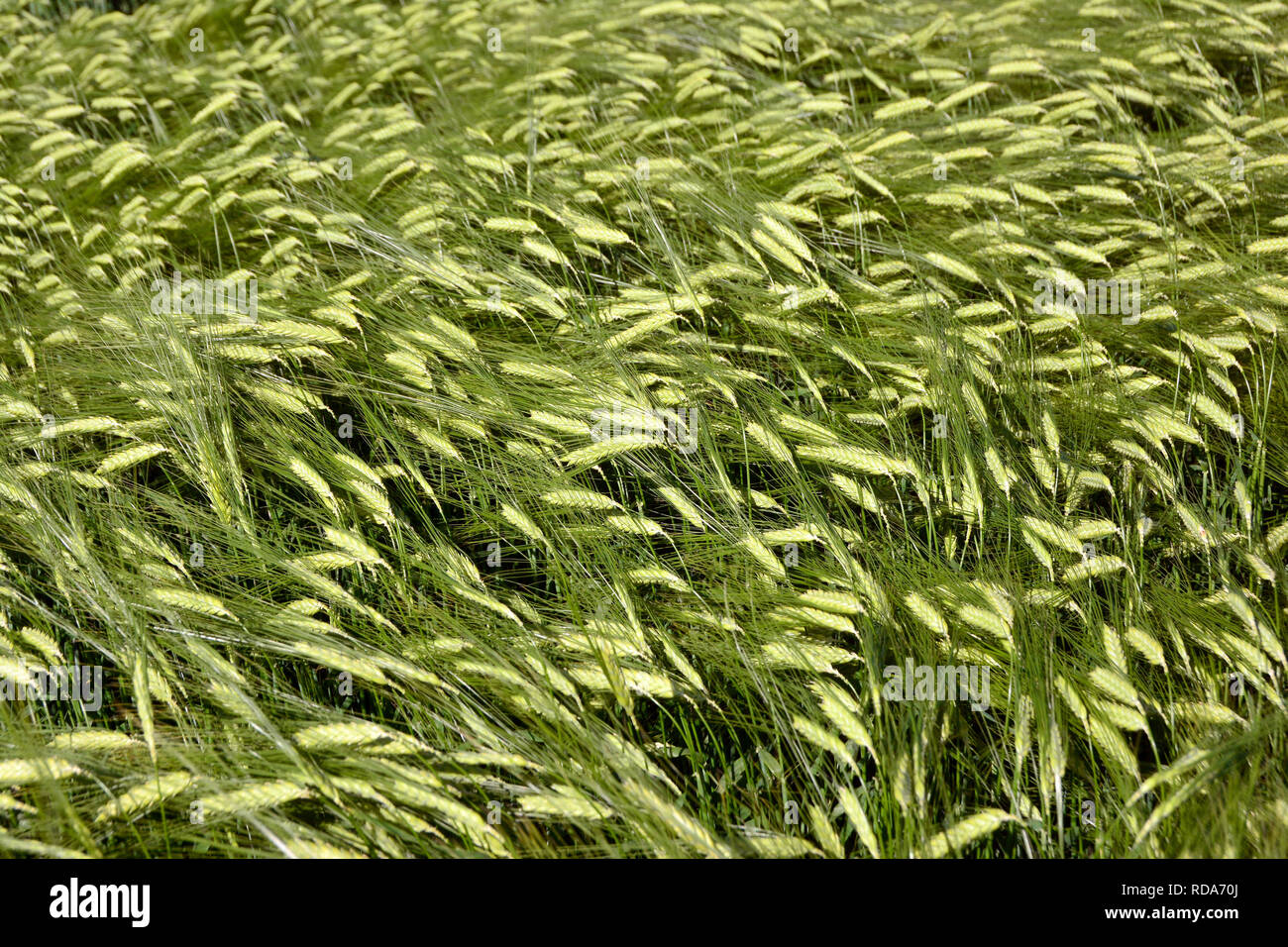 Gerste hi-res stock photography and images - Alamy