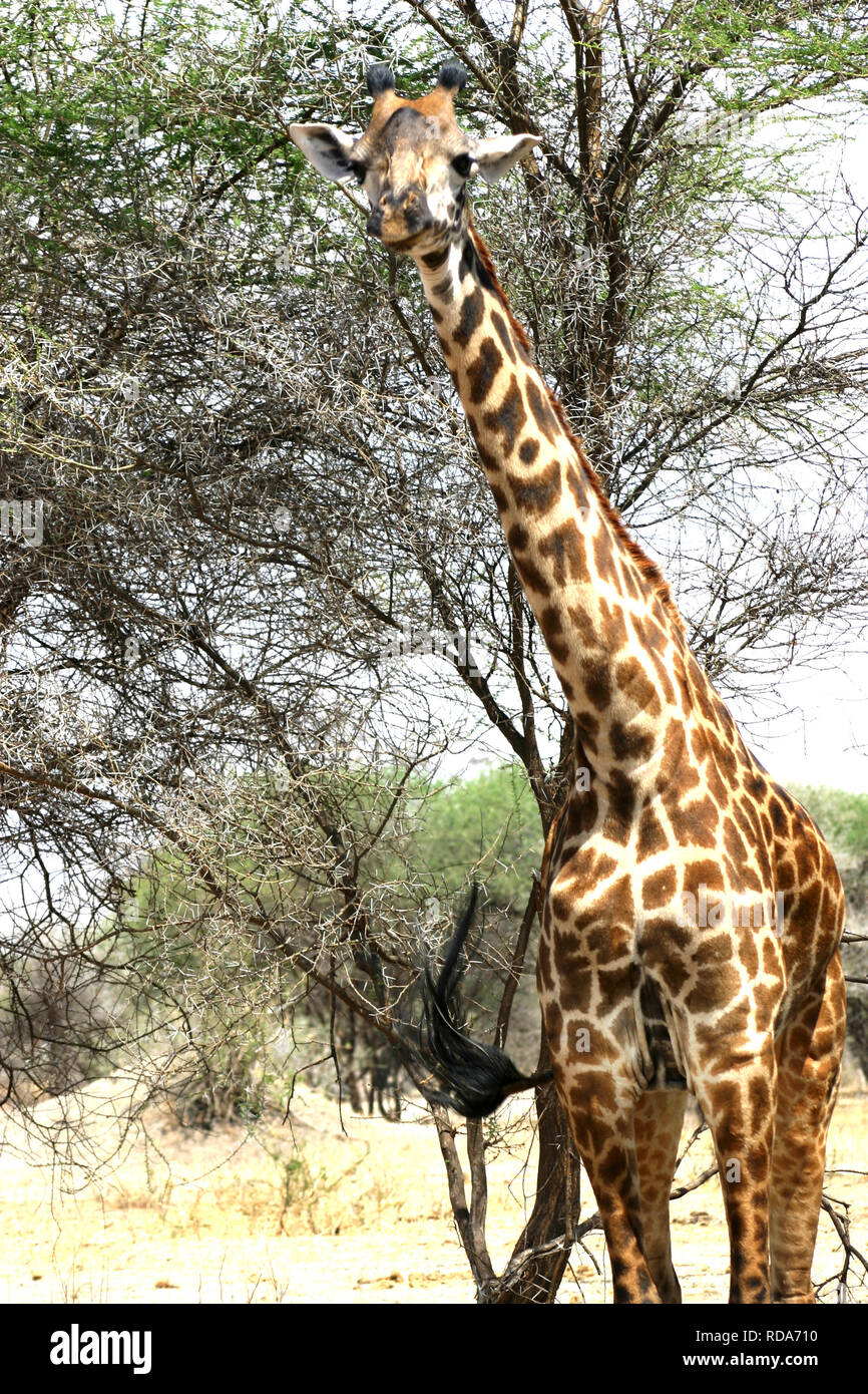 Baby giraffe looking up hi-res stock photography and images - Alamy