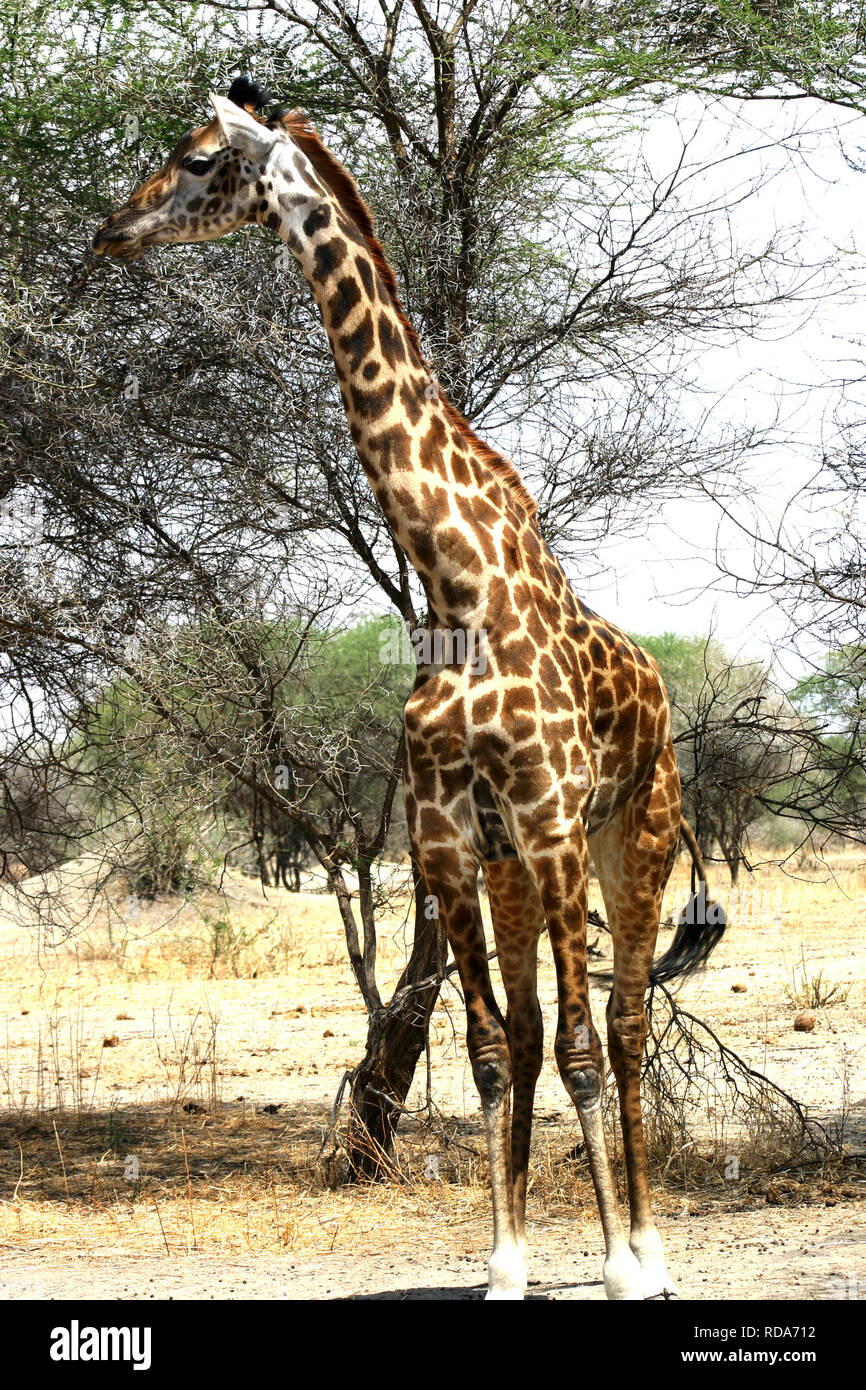 Baby giraffe looking up hi-res stock photography and images - Alamy