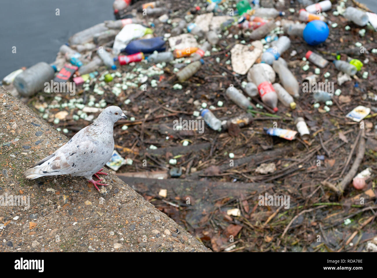 Plastic trash bird hi-res stock photography and images - Alamy