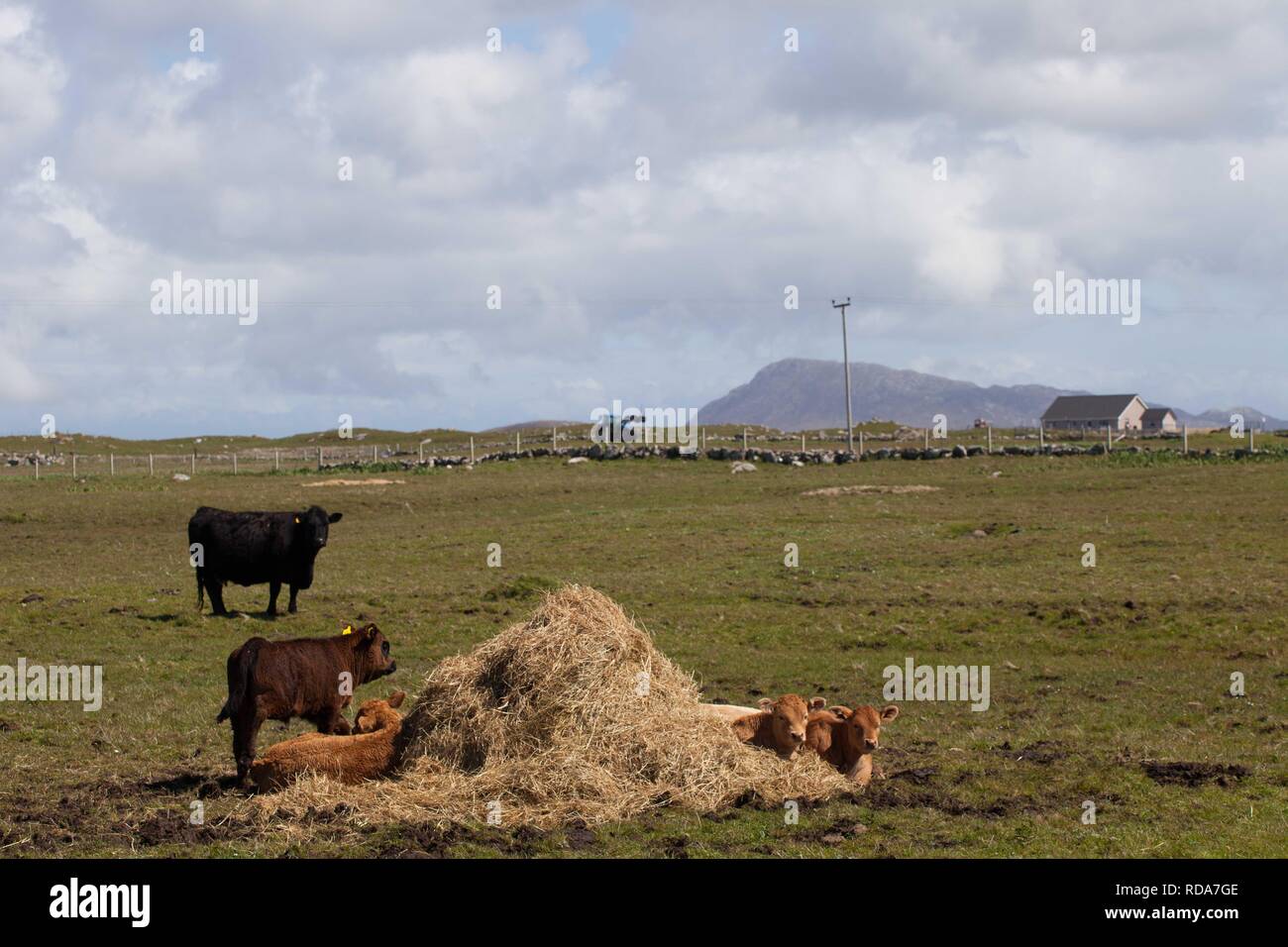 Calves and cattle resting and feeding amongst feed on crofting land ,ON ...