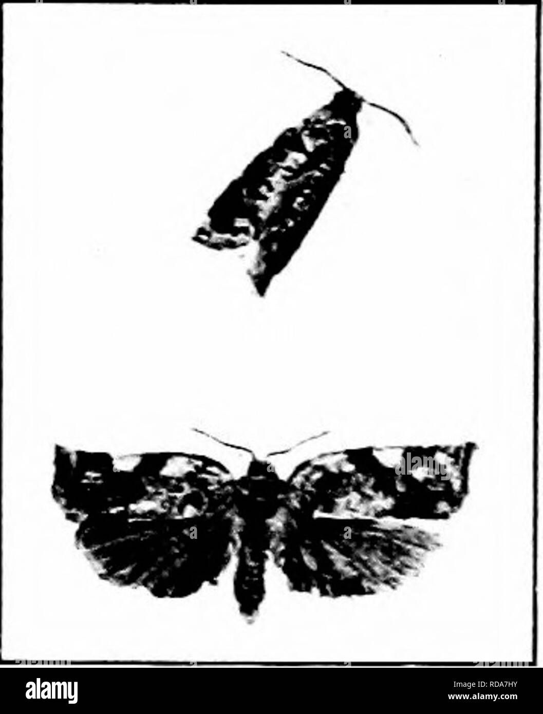 Inch worm drawing hi-res stock photography and images - Alamy